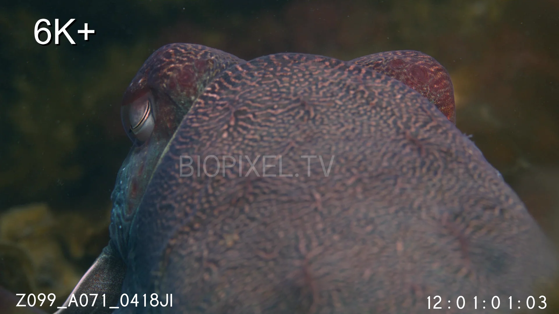 Temperate Waters 4K - Giant cuttlefish 70-180mm macro close ups 6.5K+ 2 ...