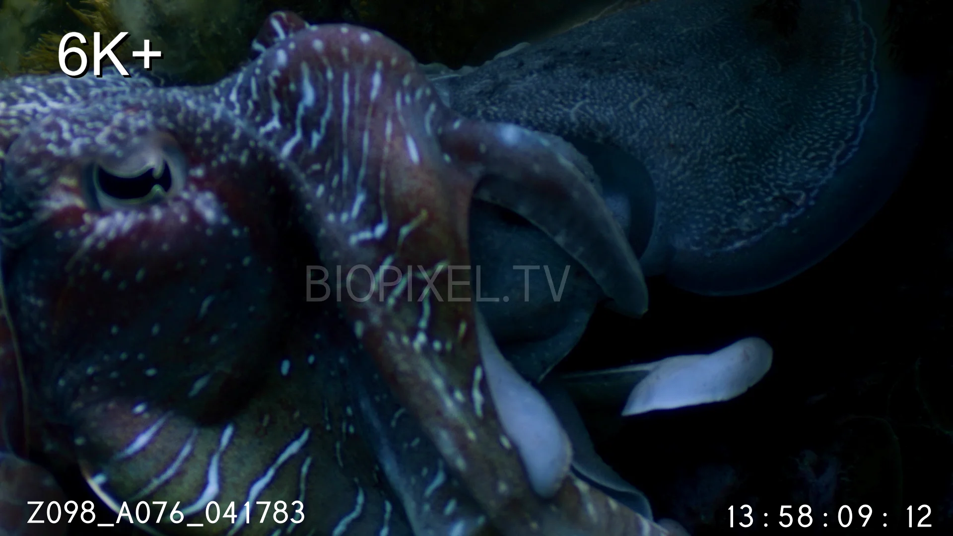 Temperate Waters 4K - Giant cuttlefish mating 6.5K+ 3 on Vimeo