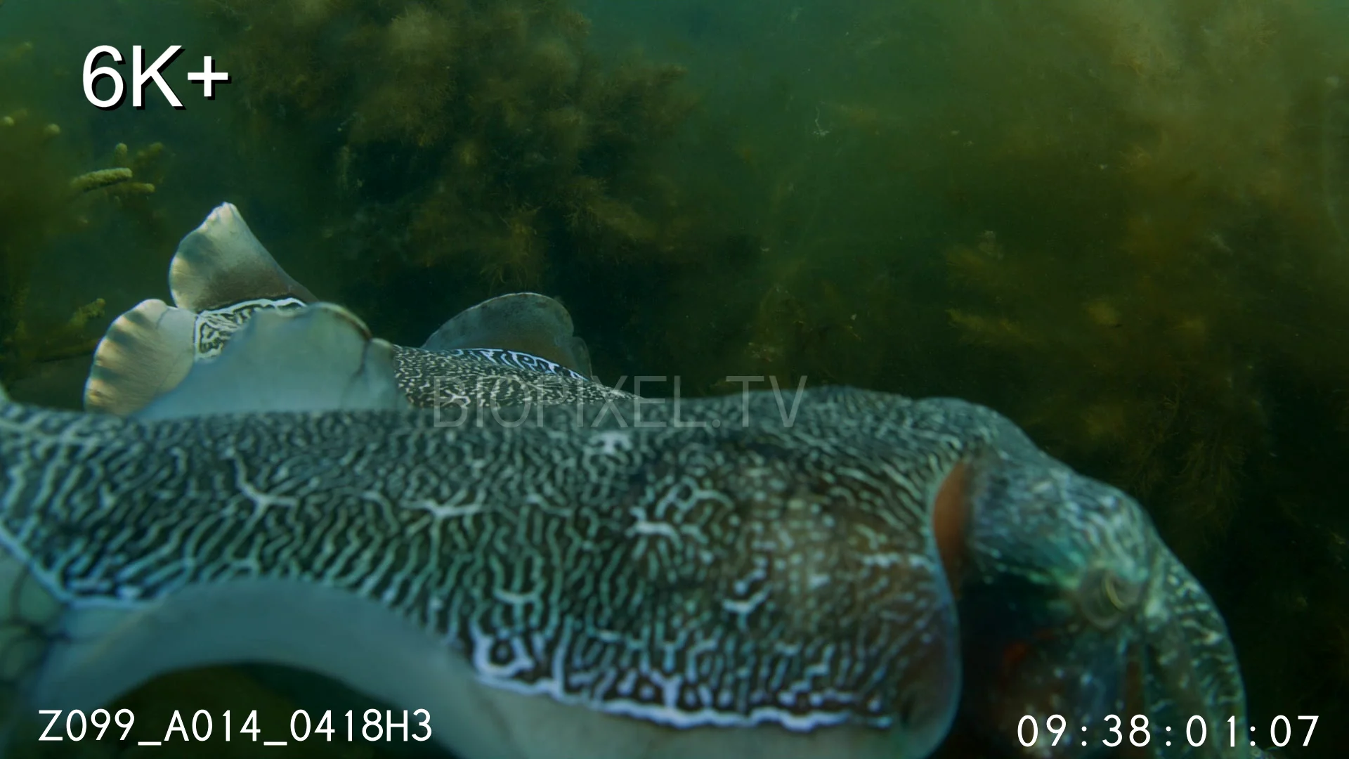 Temperate Waters 4K - Giant cuttlefish aggregation 24mm 6.5K+ on Vimeo