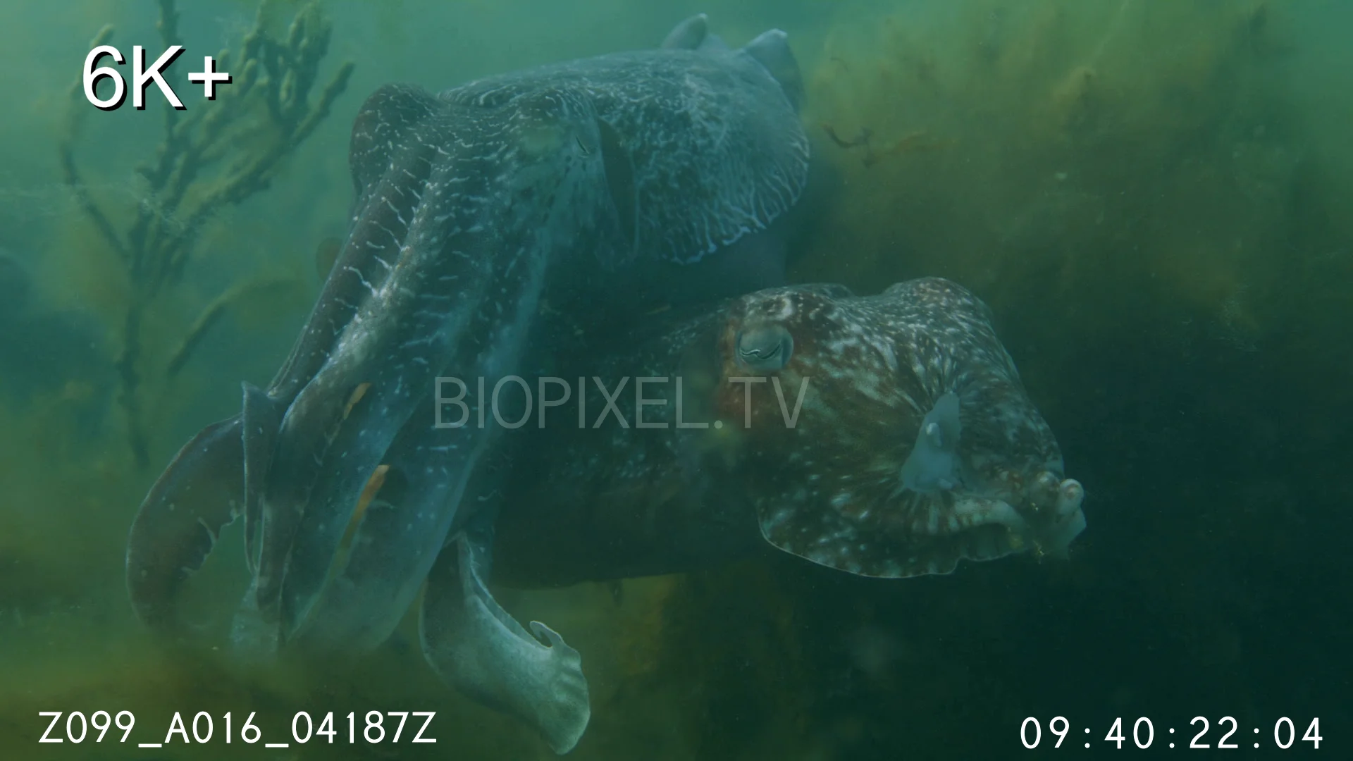 Temperate Waters 4K - Giant cuttlefish egg laying with sneaky male ...
