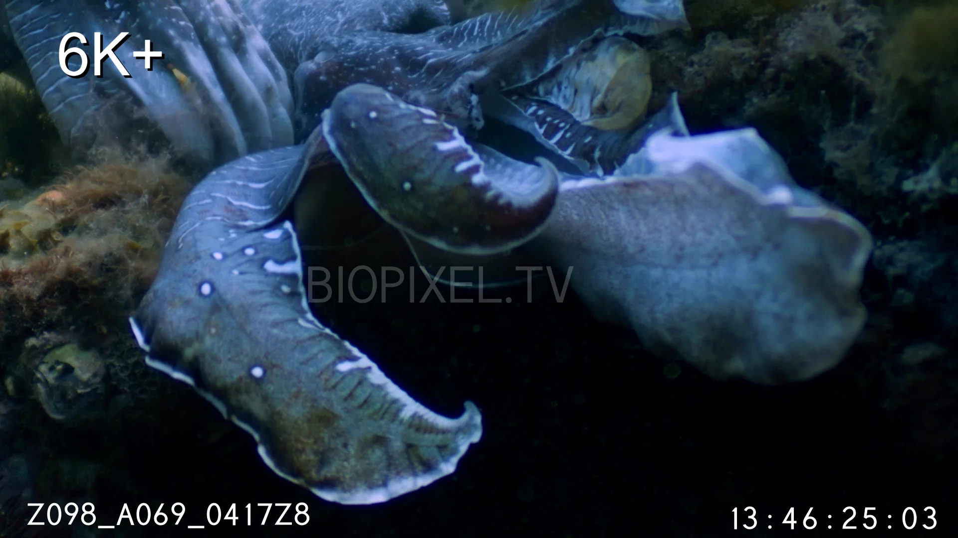 Temperate Waters 4K - Giant cuttlefish laying eggs 6.5K+ 1 on Vimeo