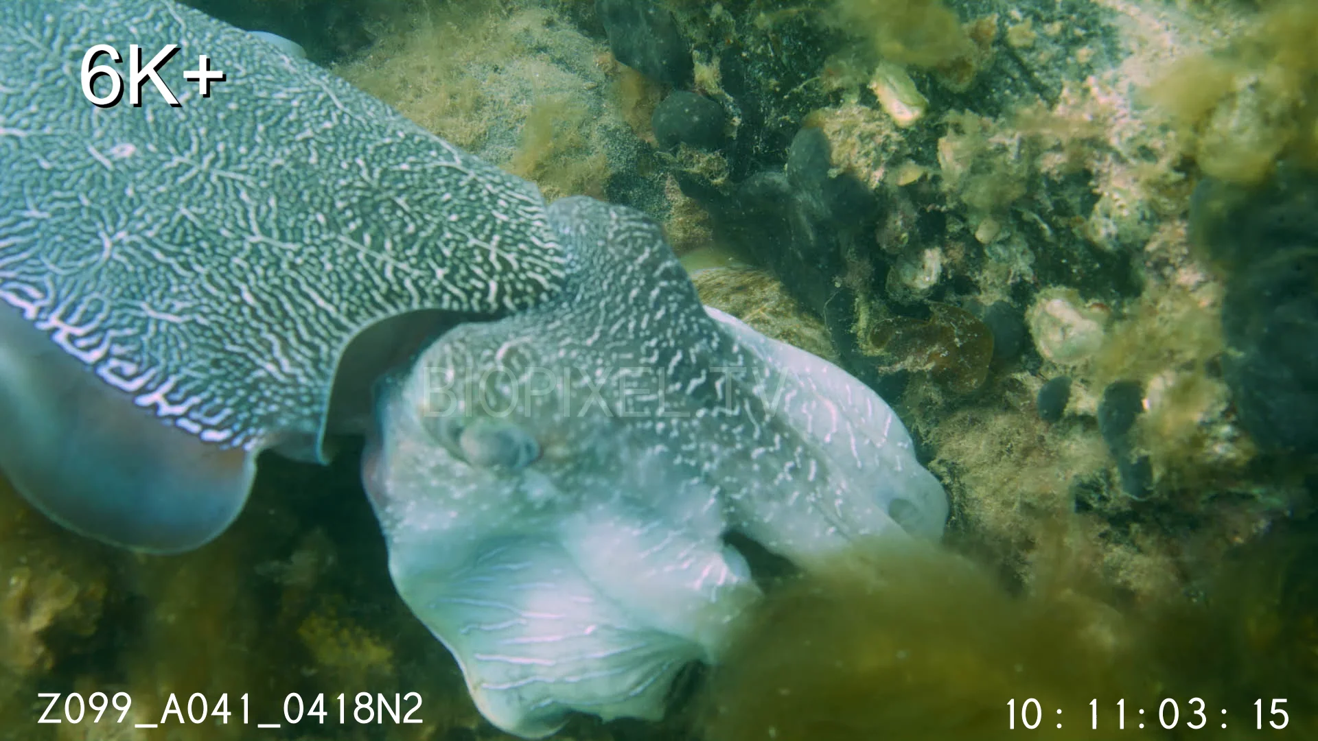 Temperate Waters 4K - Giant cuttlefish egg laying with sneaky male ...