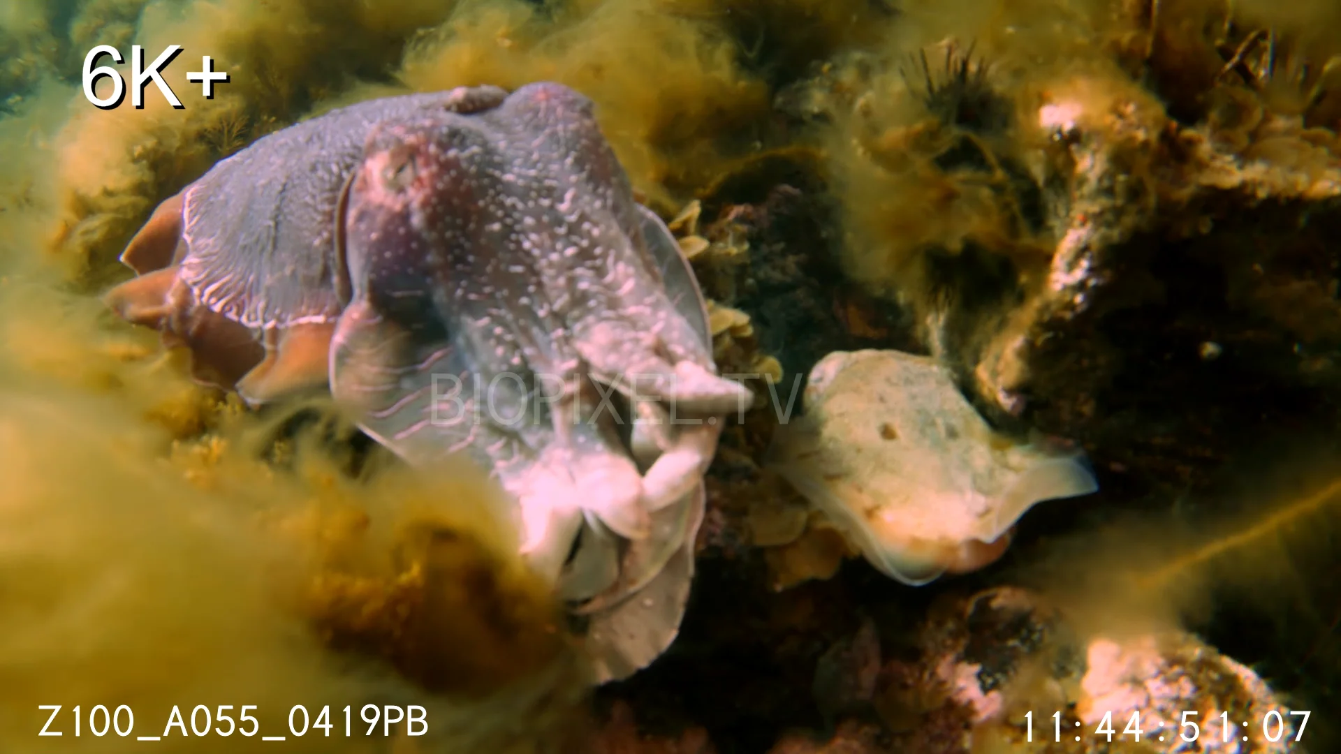Temperate Waters 4K - Giant cuttlefish aggregation rectilinear wide ...