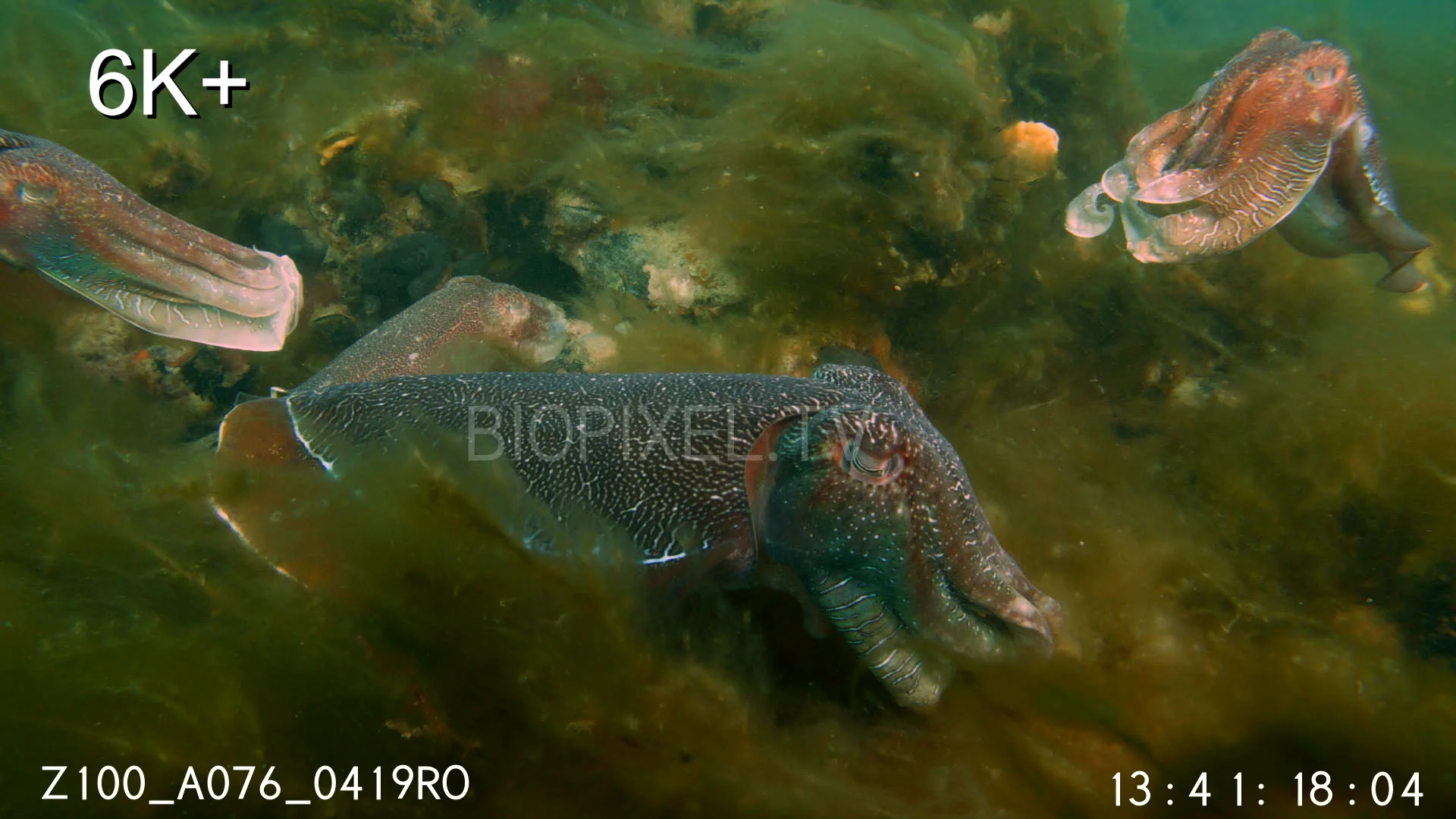 Temperate Waters 4K - Giant cuttlefish aggregation rectilinear wide ...