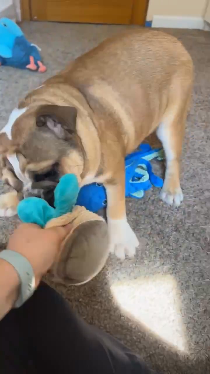 Benji - English Bulldog puppy for sale on Vimeo