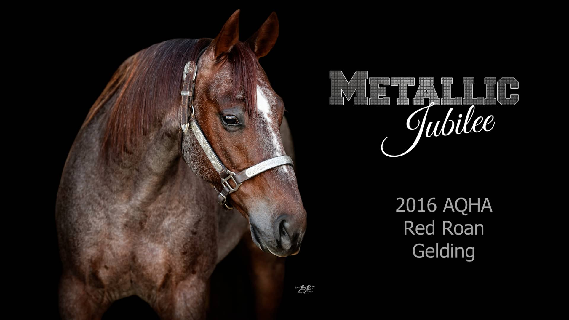 Metallic Jubilee 2016 AQHA Red Roan Gelding on Vimeo