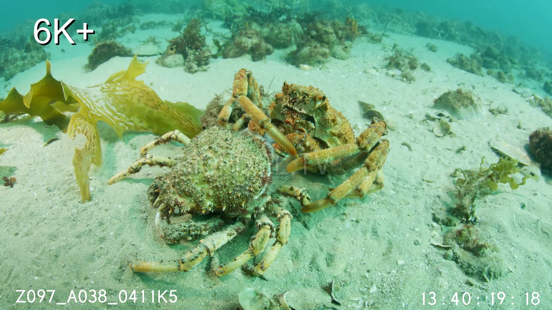 Crab Australian spider crab - Giant spider crab mass migration and black stingray 6.5K 1 on Vimeo