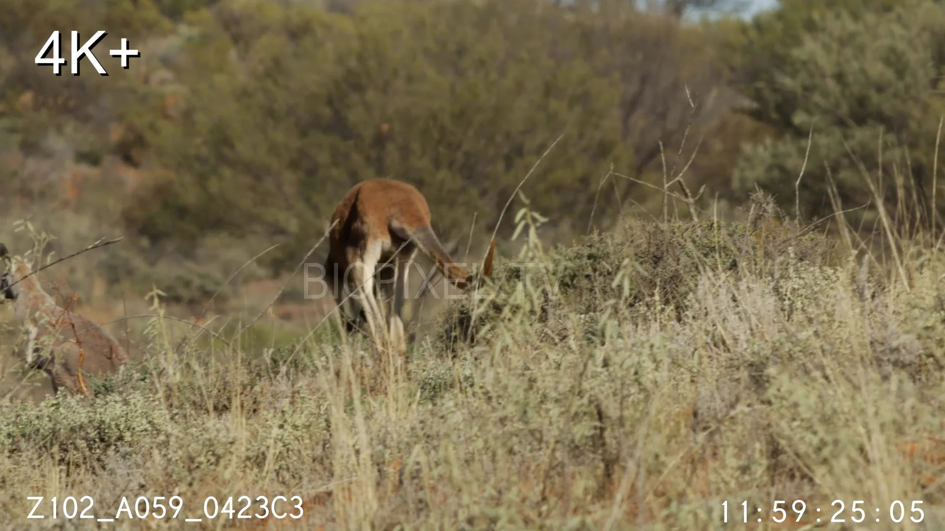 Red Kangaroo pair 4K+ 2 on Vimeo