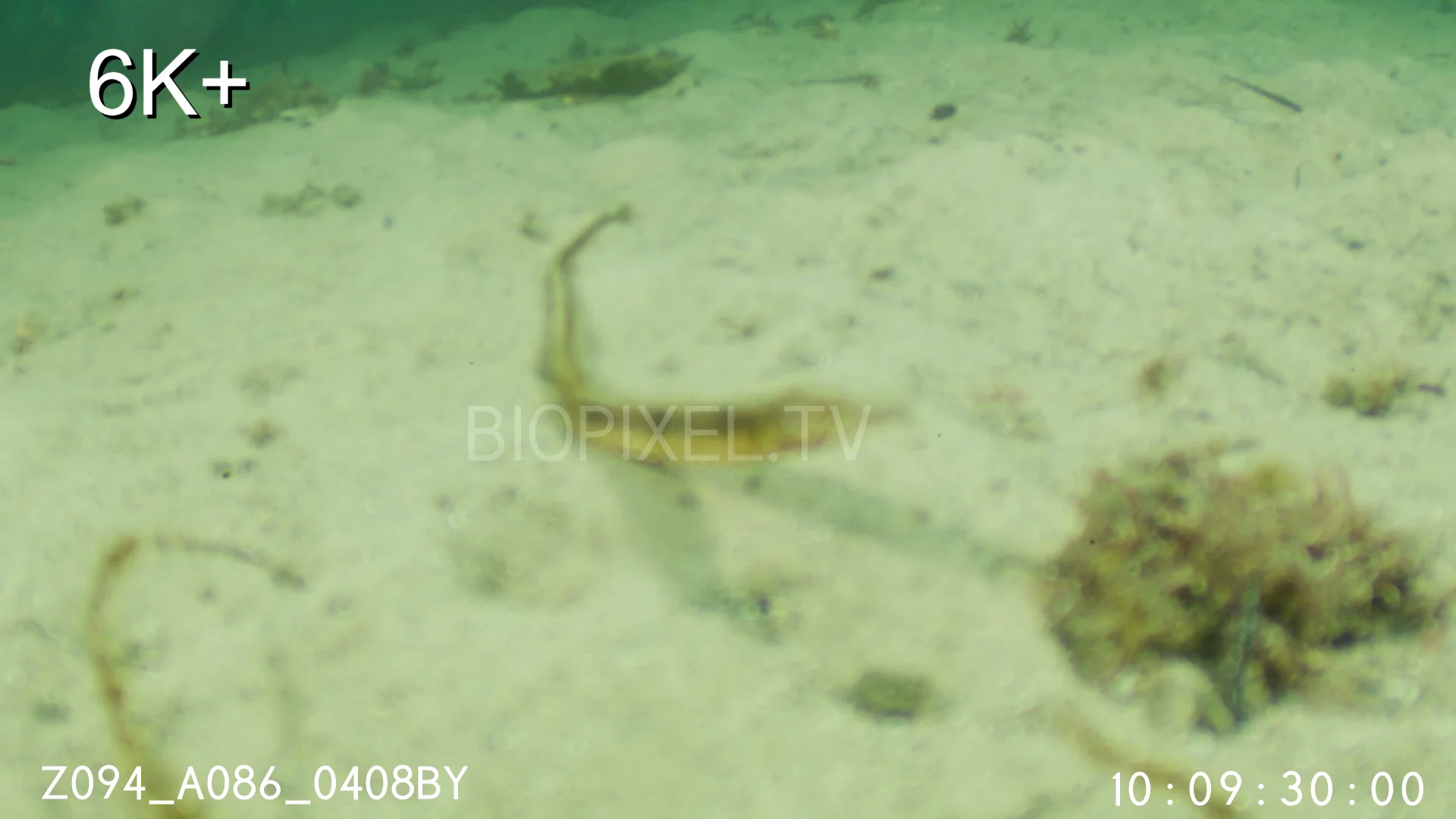 Temperate Waters 4K - Giant pipefish 6.5K+ on Vimeo