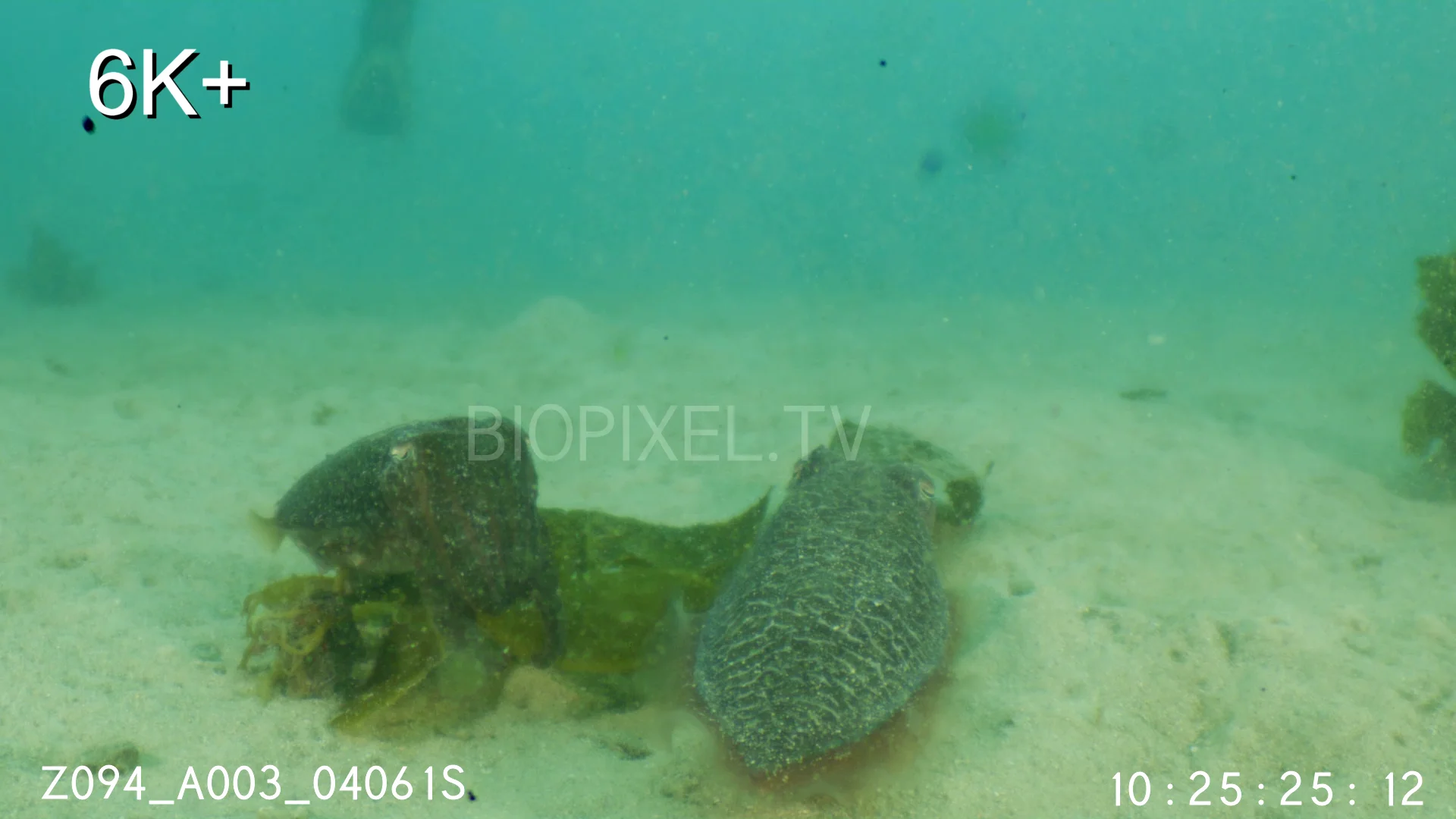 Temperate Waters 4K - Mourning cuttlefish in temperate waters 6.5K+ 1 ...