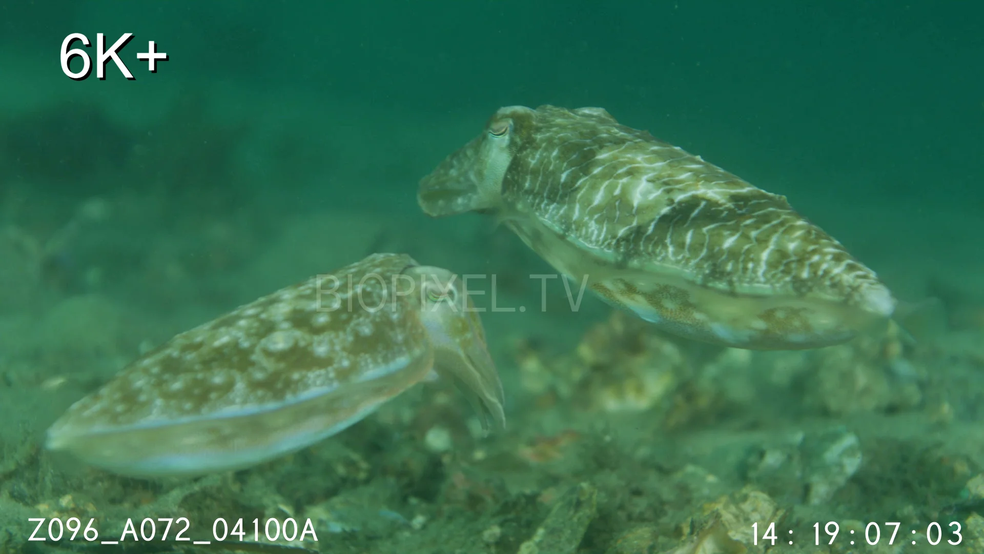 Temperate Waters 4K - Mourning cuttlefish in temperate waters 6.5K+ 3 ...