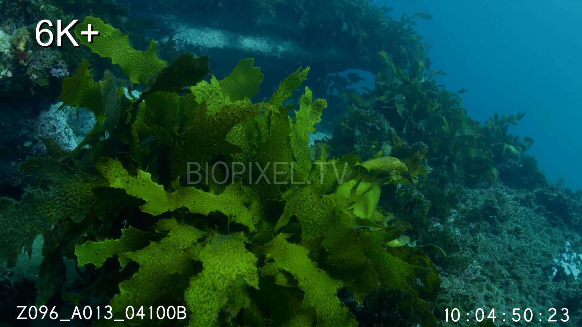 Temperate Waters 4K - School of big eyes under rocky ledge in temperate water 6.5K+ on Vimeo