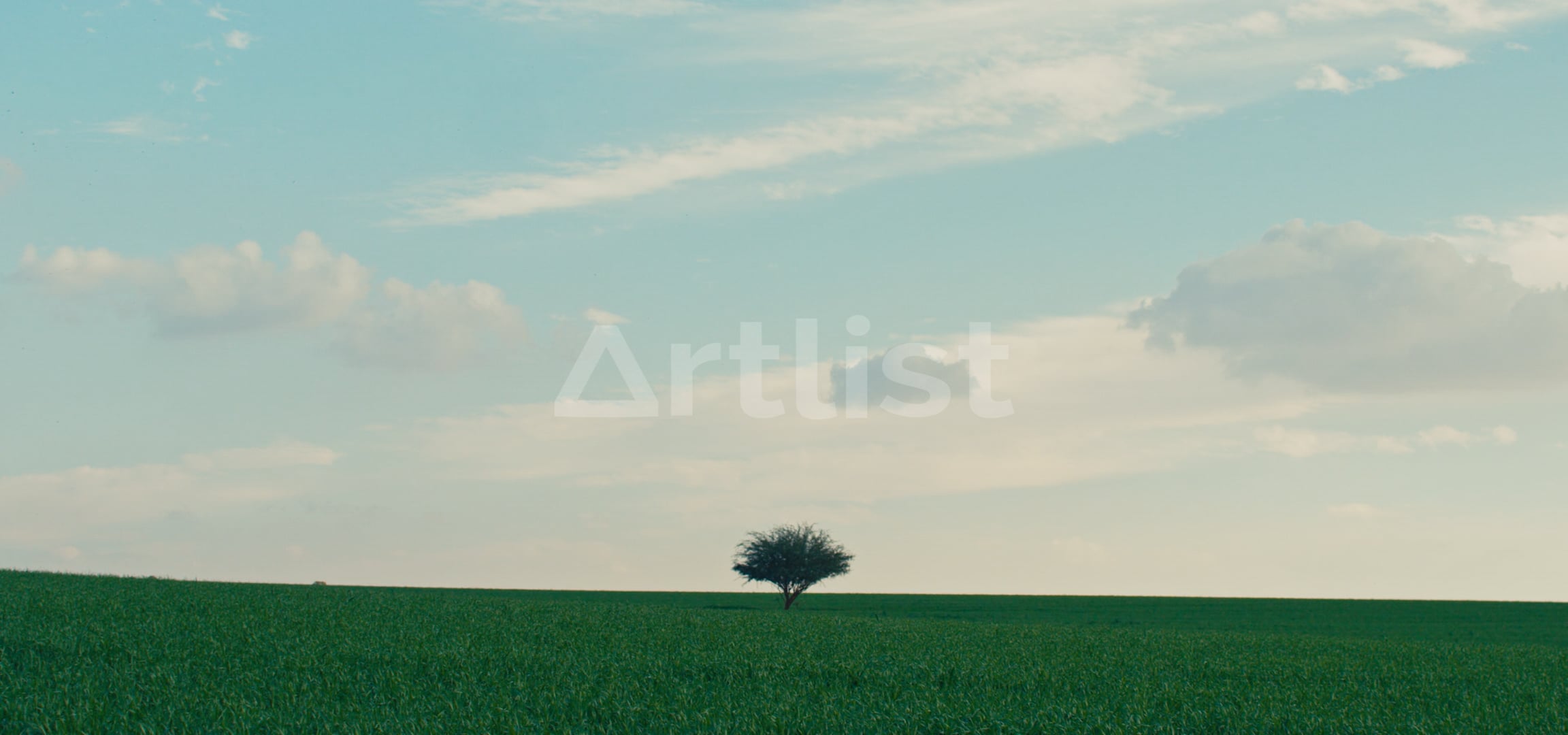 59181_Singular tree in the middle of a green grass field_By_Omri_Ohana ...