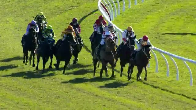 Shalaa - Stallion | Breednet