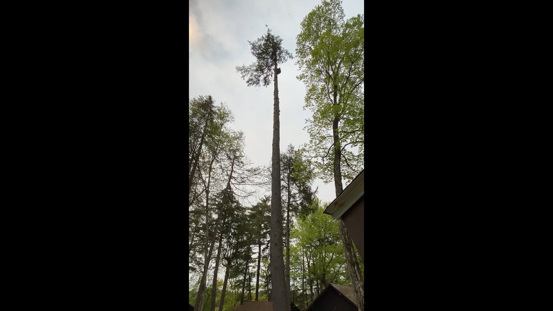 Covered Bridge Tree Care