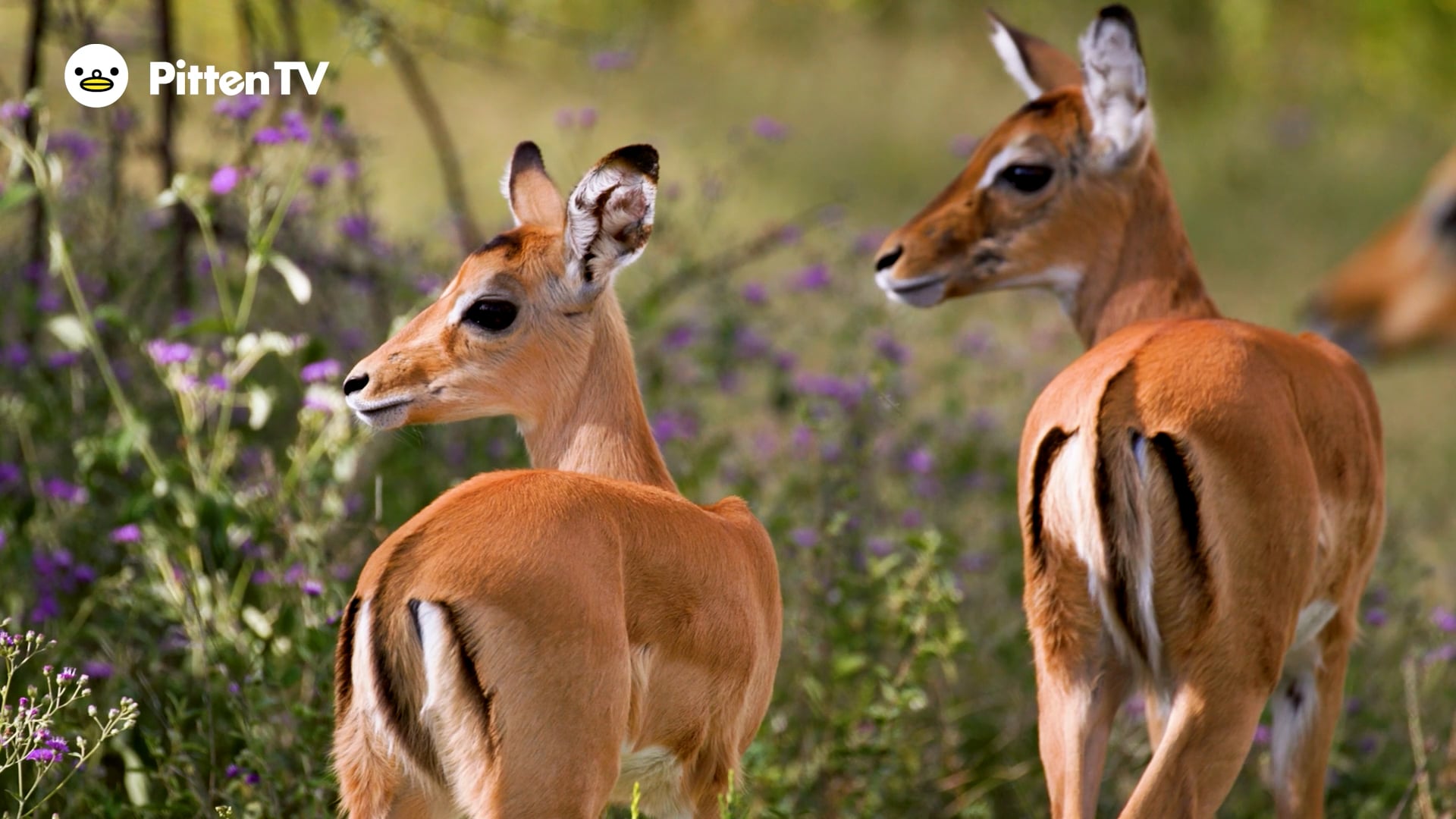 ピッテンのどうがどうぶつえん Pitten ZOO | IMPALA 03 on Vimeo