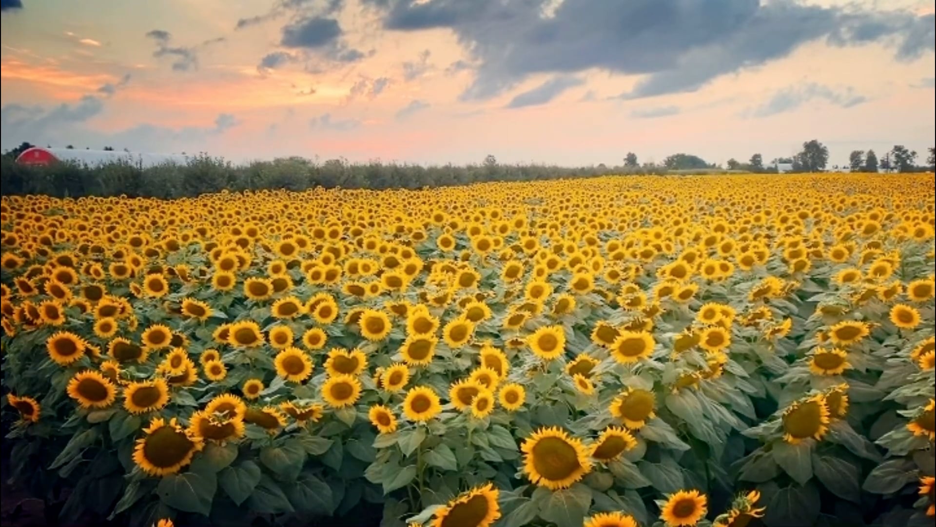 Dixie Orchards - Pick Your Own Apples, Pumpkin Patch