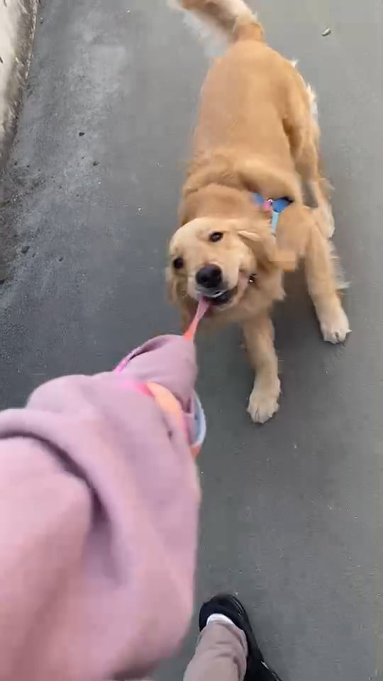 wandemy_coco_walk1 on Vimeo