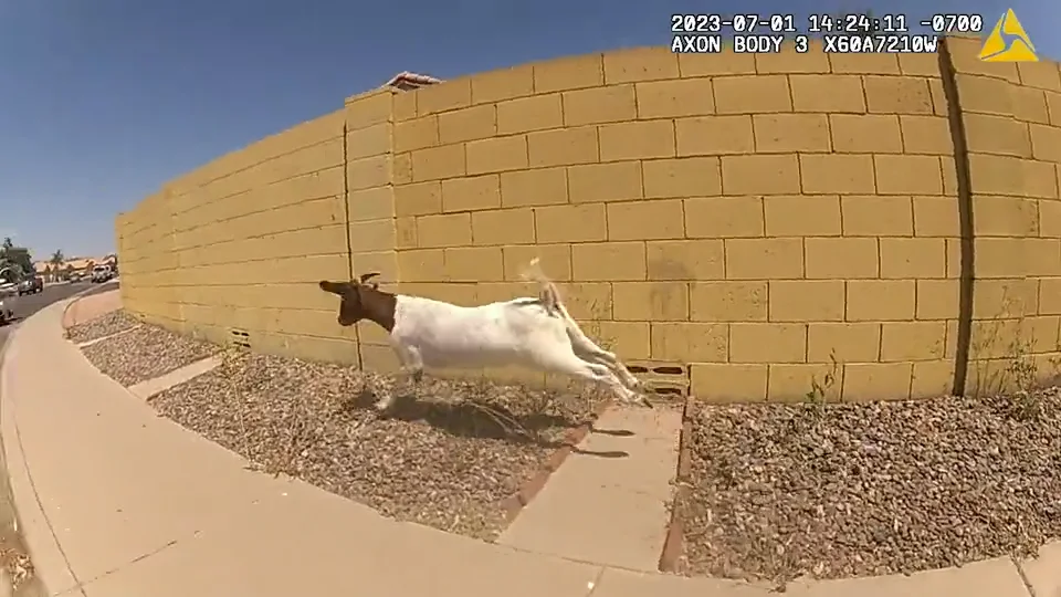 Goat Capture with Music on Vimeo
