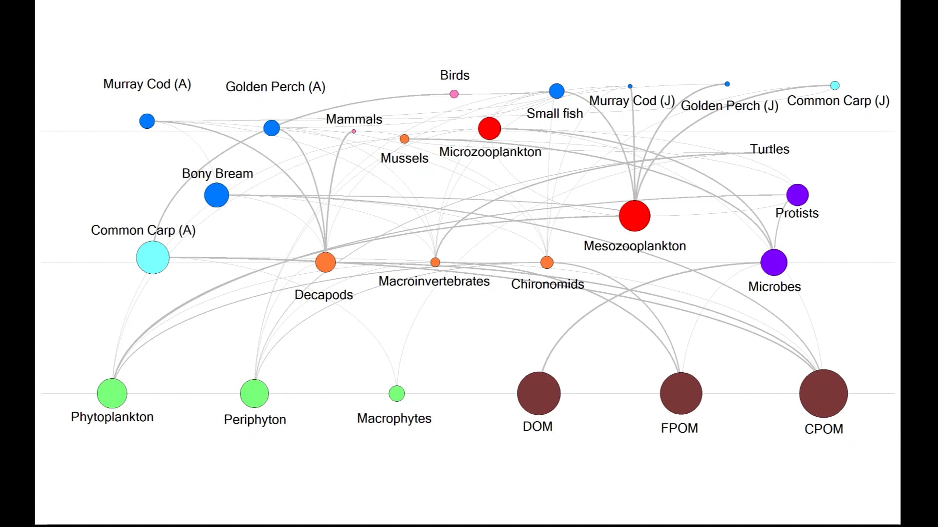 Lachlan food web on Vimeo