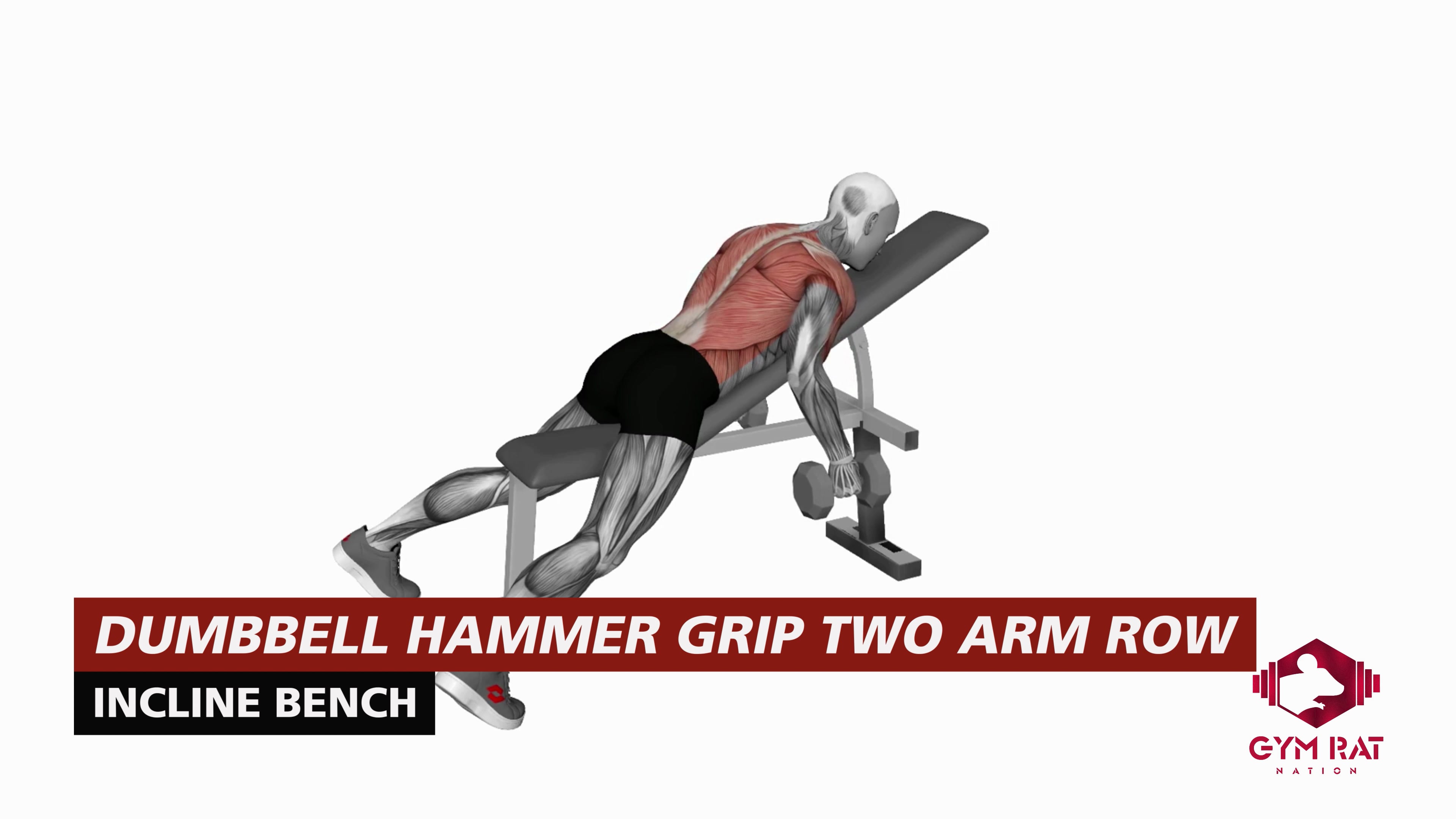 Dumbbell Hammer Grip Incline Bench Two Arm Row on Vimeo