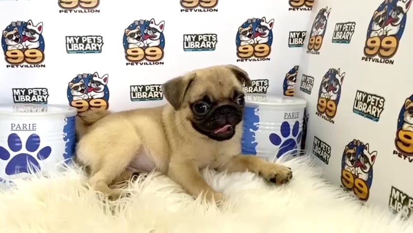 99 Fawn Pug Puppy (Female) For Sale 2 on Vimeo