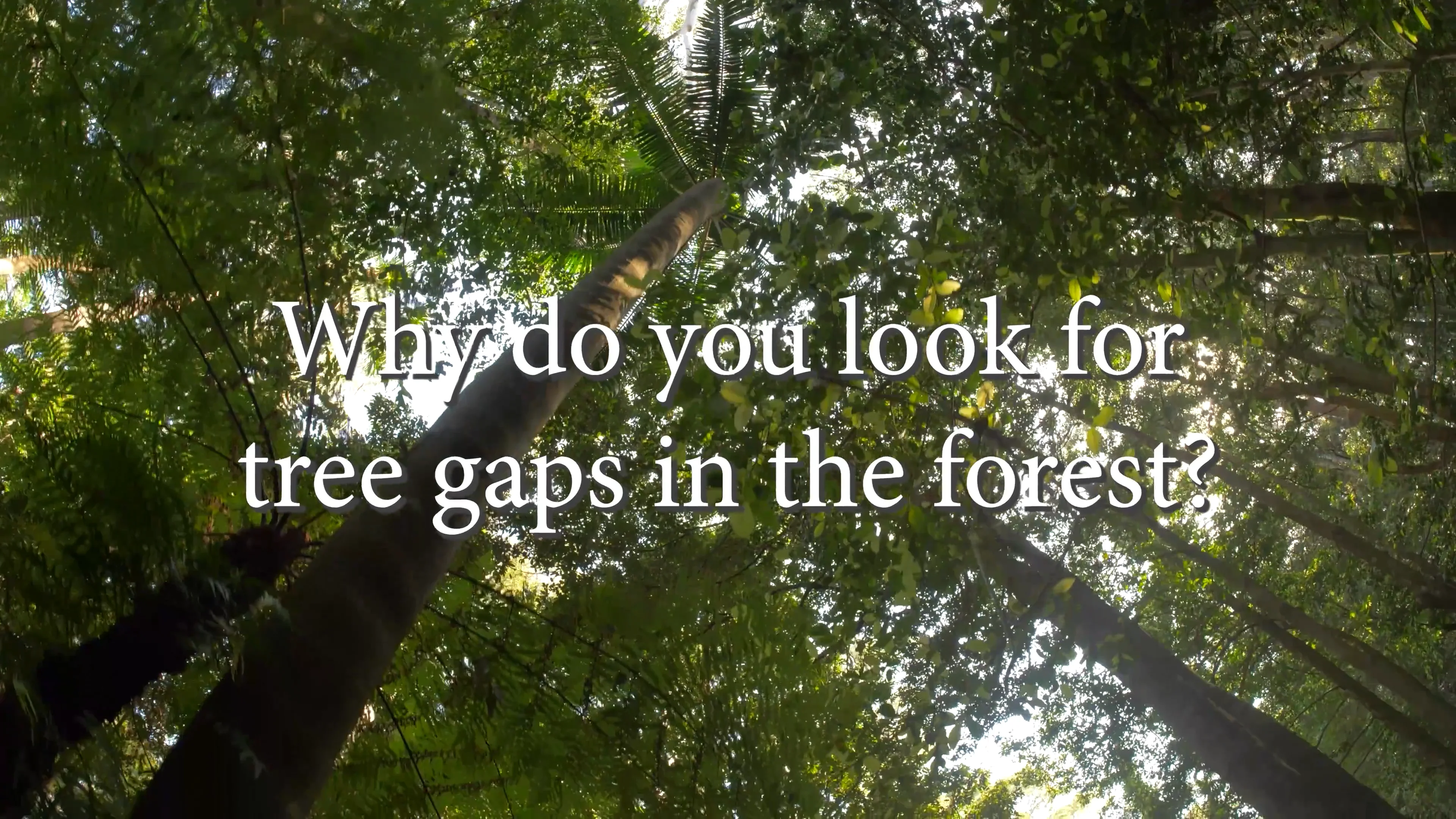 Why Do You Look for Tree Gaps in the Forest?