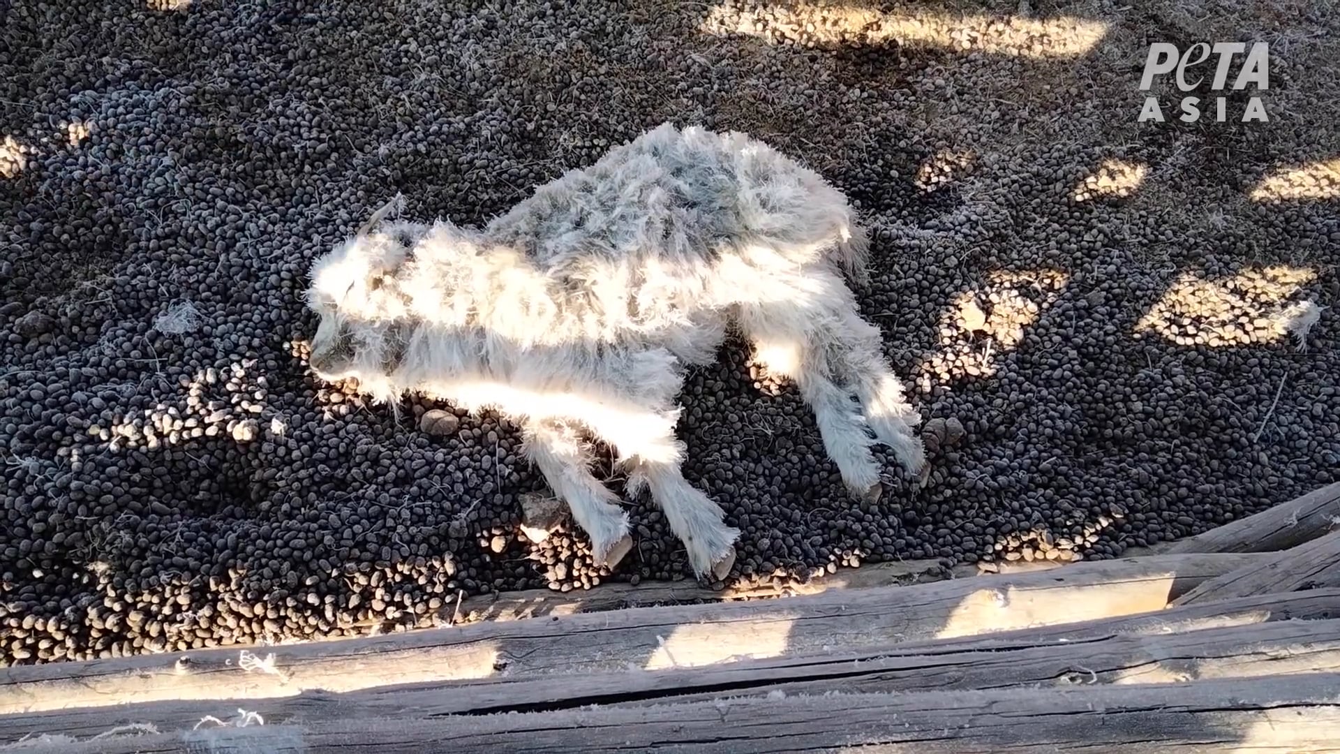 PETA Exposes ‘Responsible’ Cashmere Lies on Vimeo