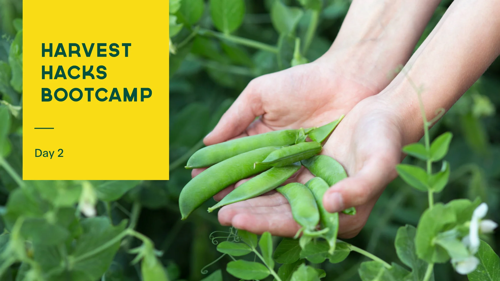 Lesson 2_Harvest Hacks bootcamp on Vimeo