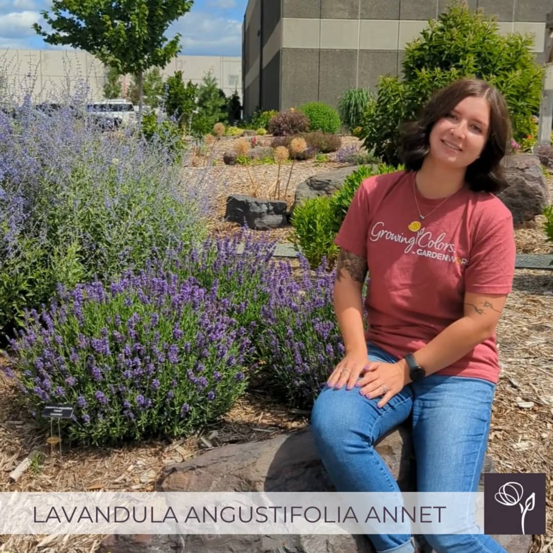 Lavandula ang. Annet on Vimeo