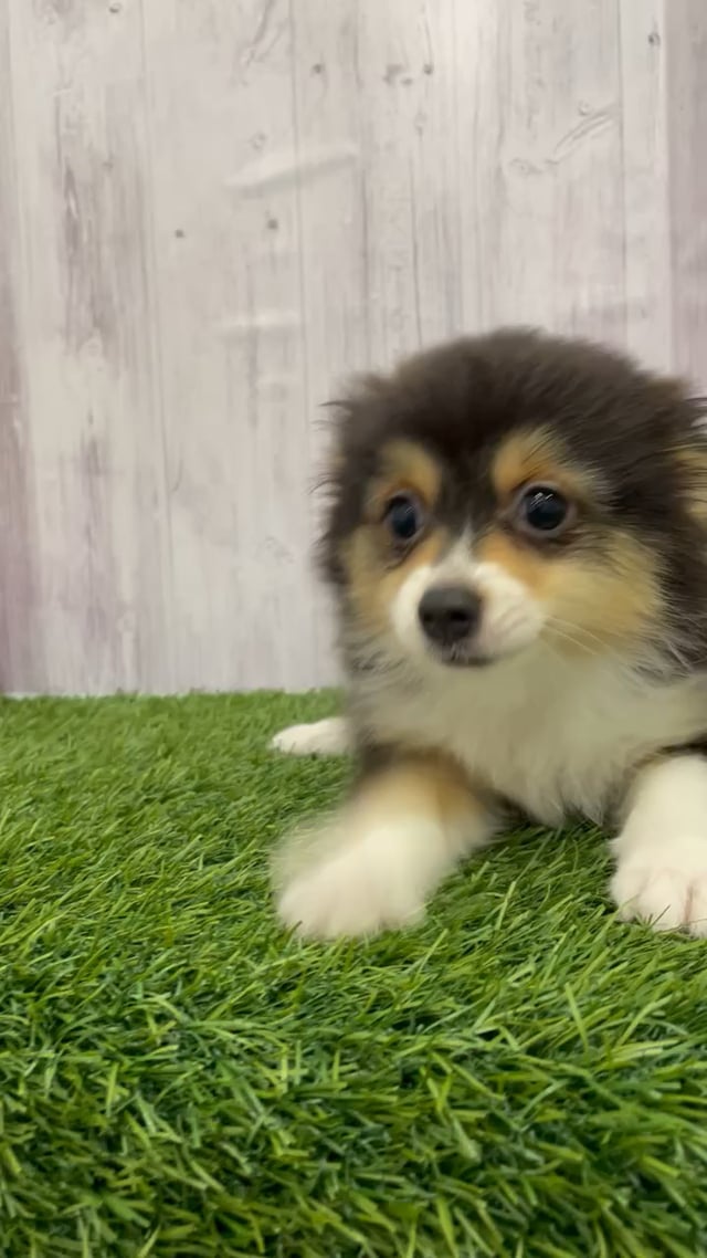 Pomeranian Mini Aussie Mix