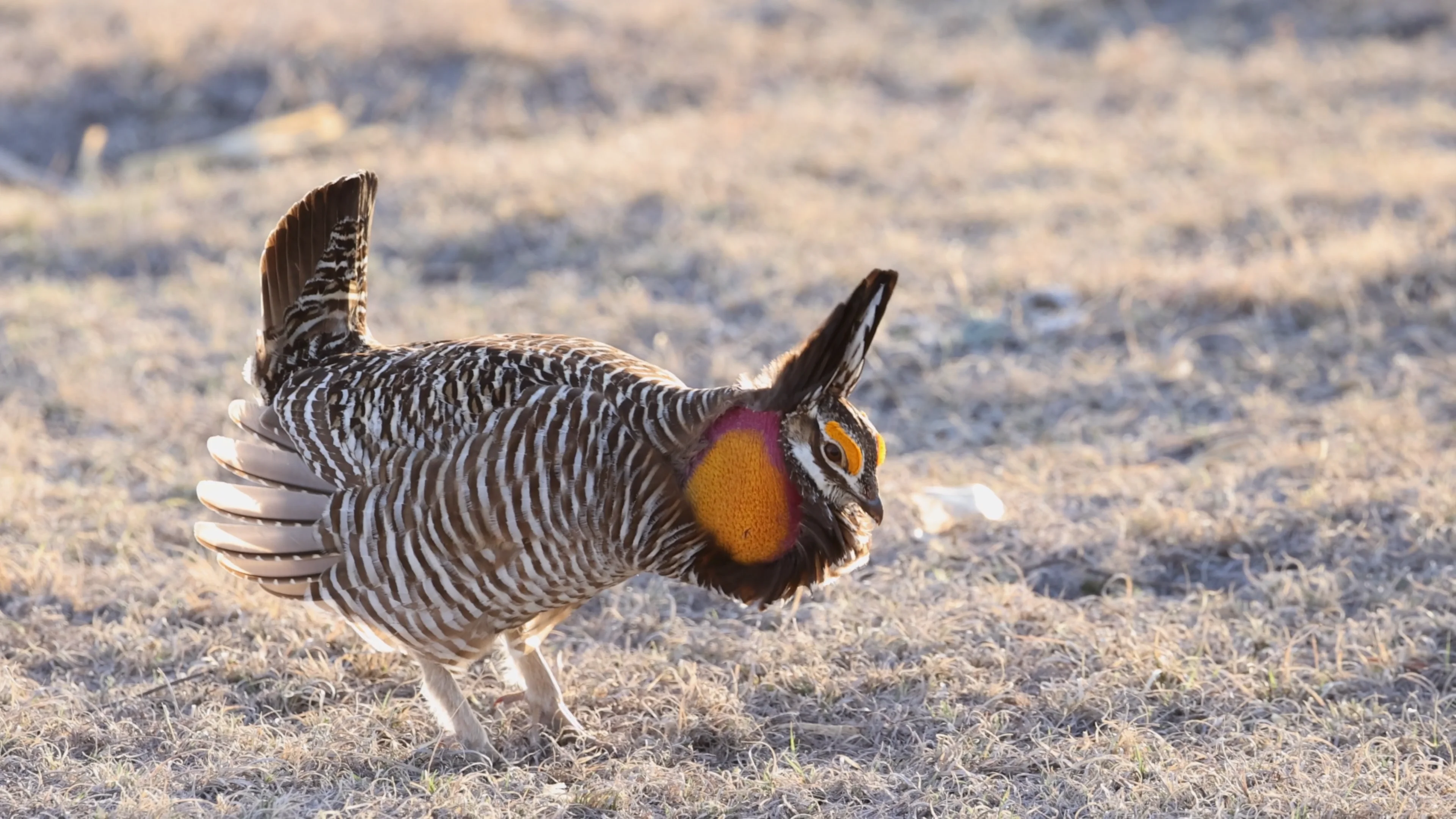 Colorado Grouse 2023 by guide Tom Johnson on Vimeo