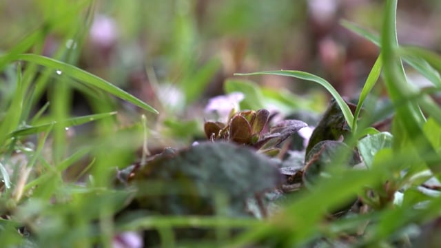 Grass Summer Nature Free Stock Video Pixabay