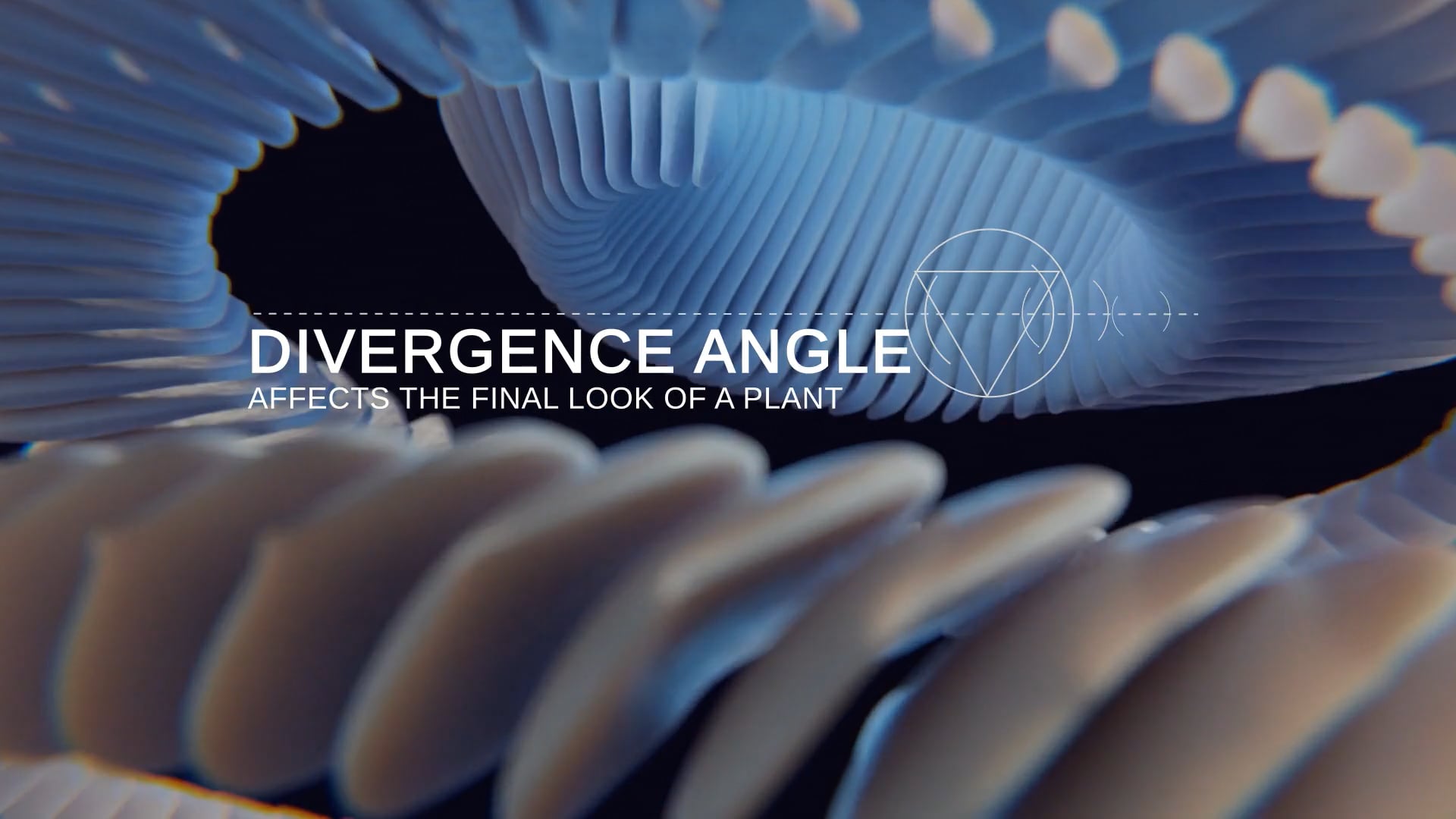 Phyllotaxis Abstract on Vimeo