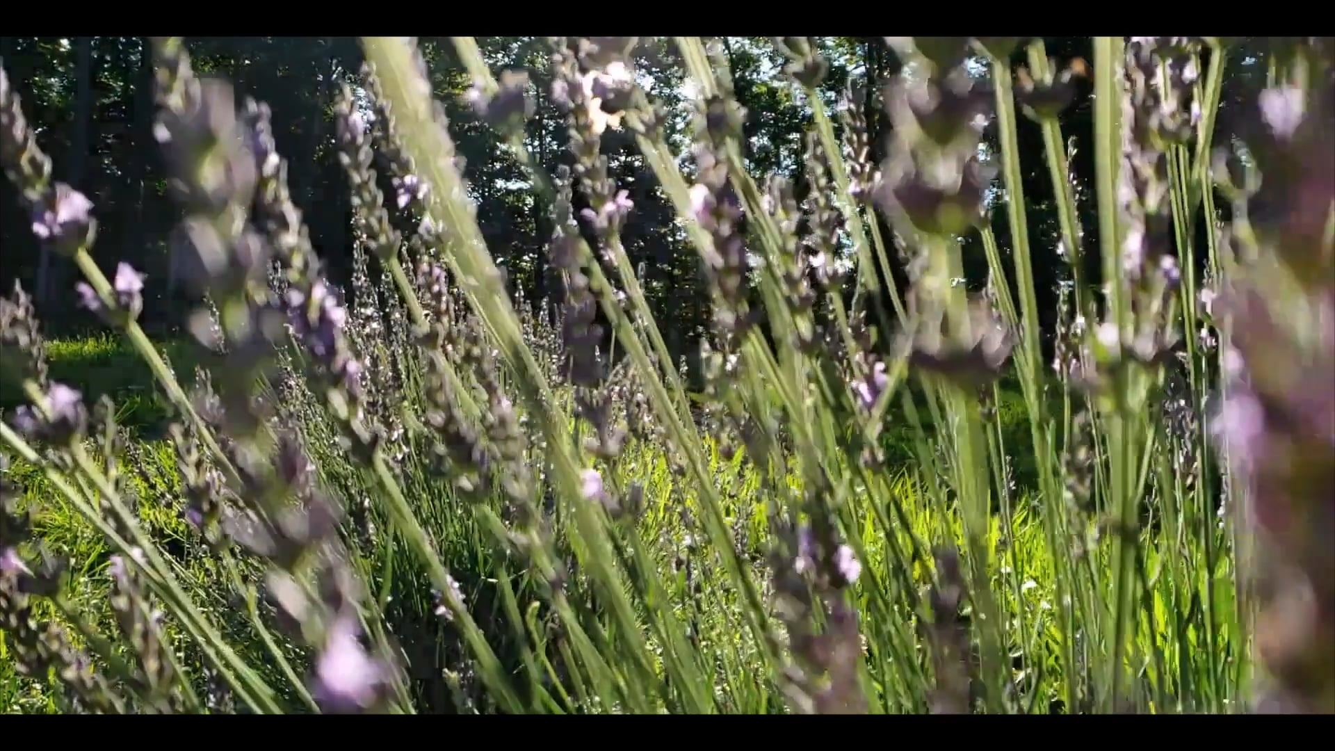 Bee Friendly Streets | Rae Howells - English on Vimeo