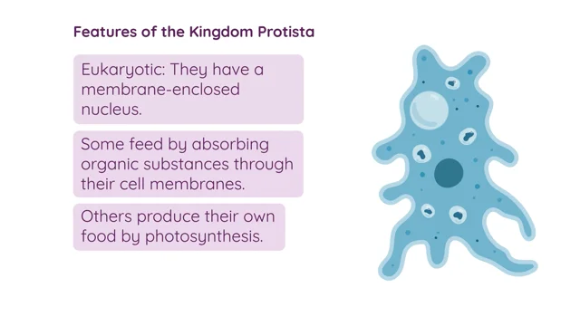 Kingdom Protista Amoeba