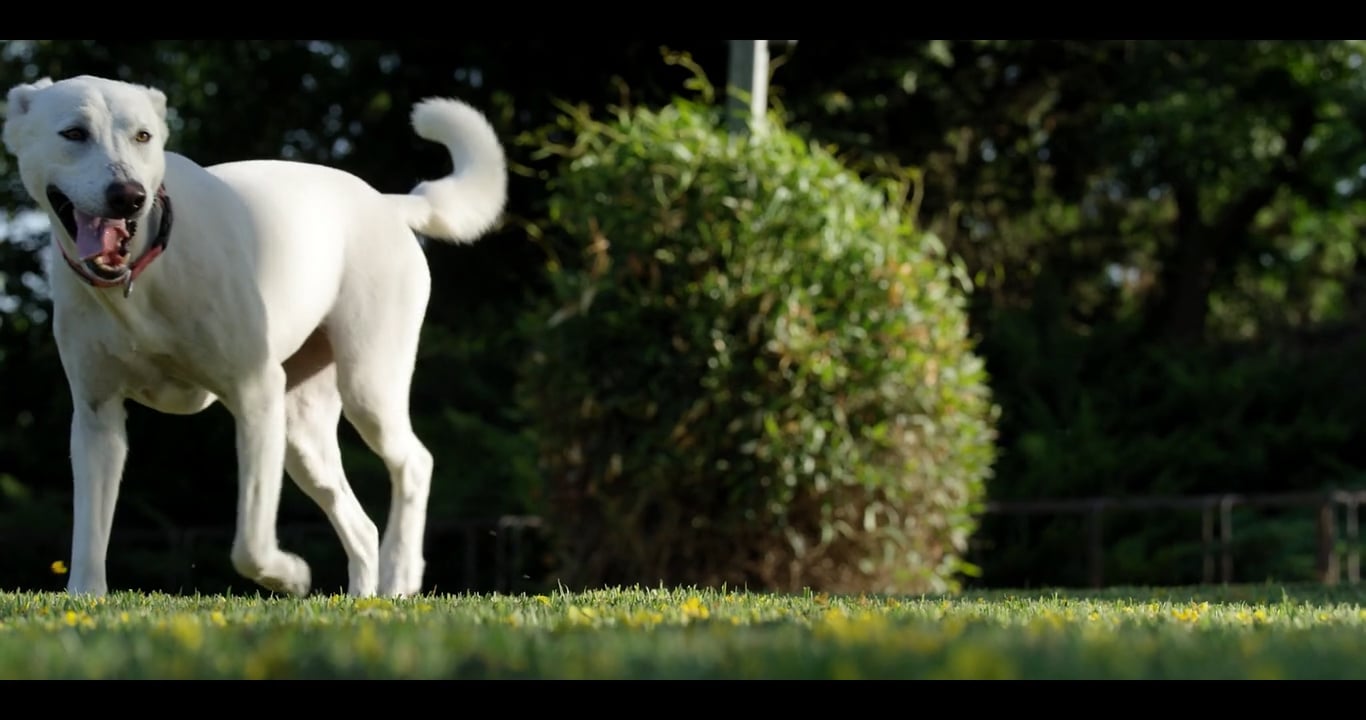 pet_4 on Vimeo