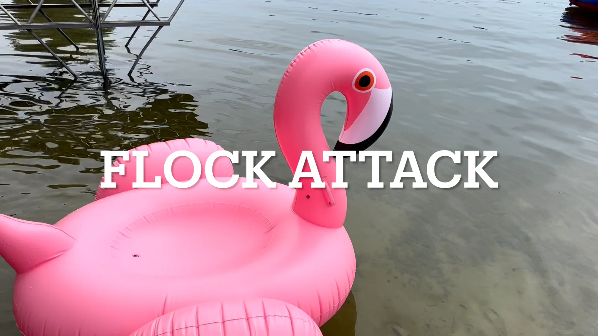 Flock Attack on Vimeo