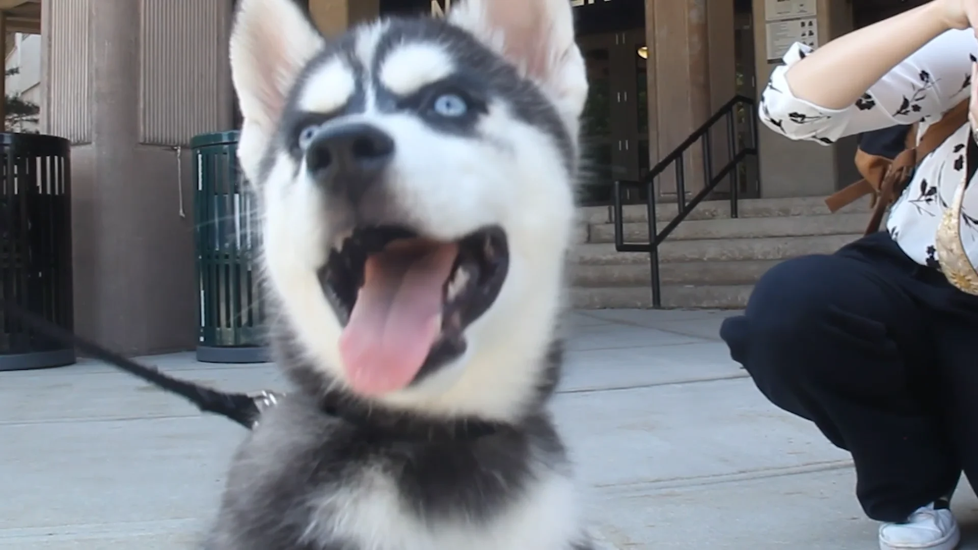 Introducing the 15th Jonathan the Husky at UConn
