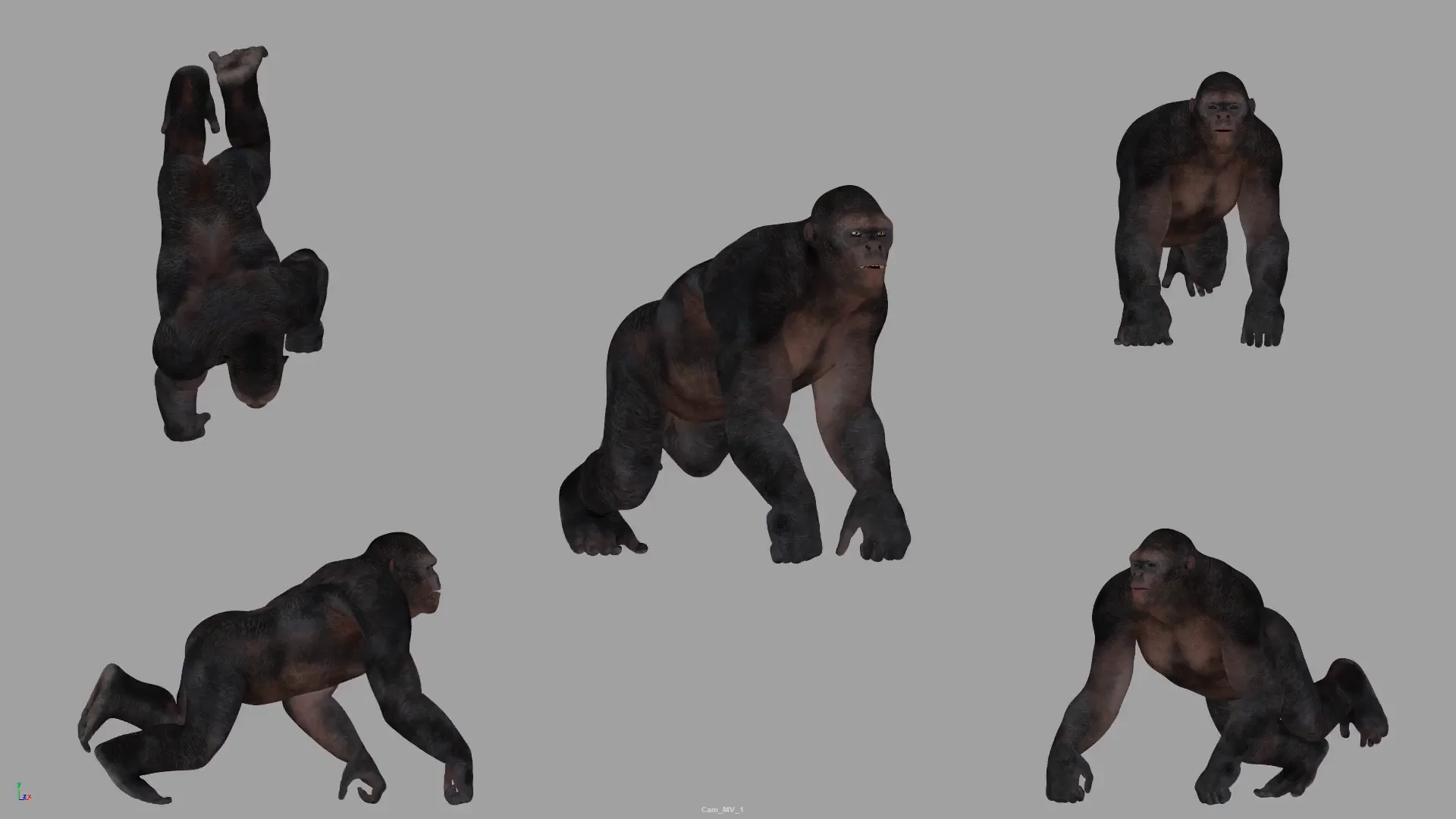 Gorilla_Run on Vimeo