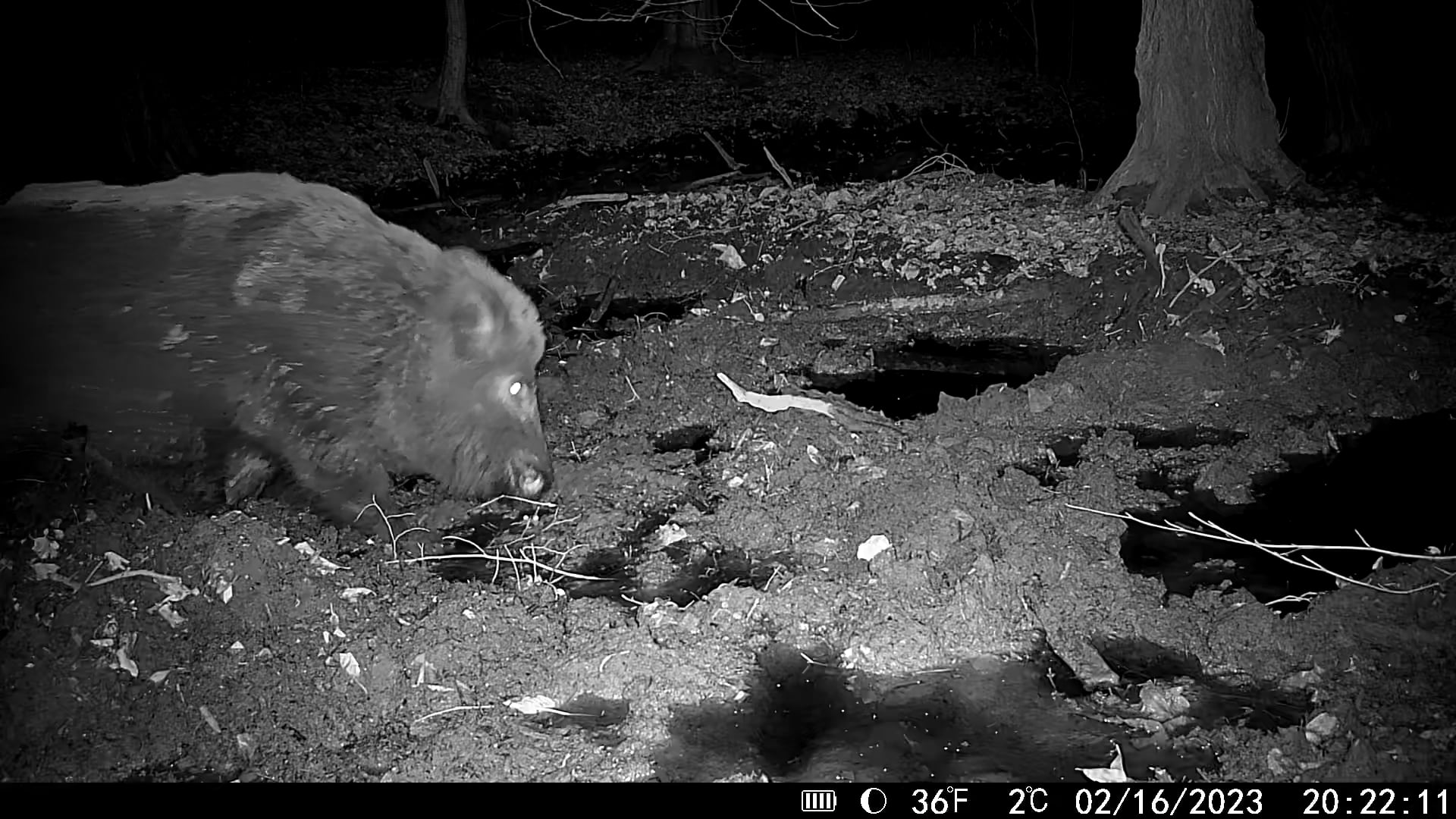 Trail Cam Image Quality on Vimeo