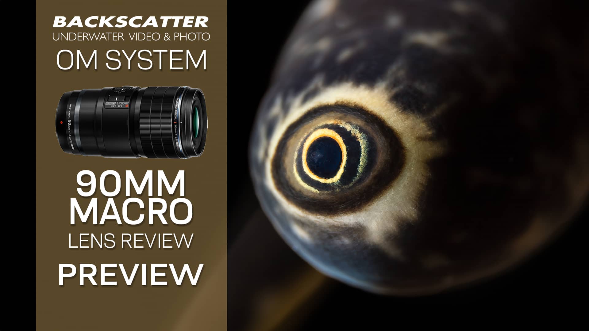 OM System (Olympus) 90mm Macro Lens Underwater Review - Preview on Vimeo