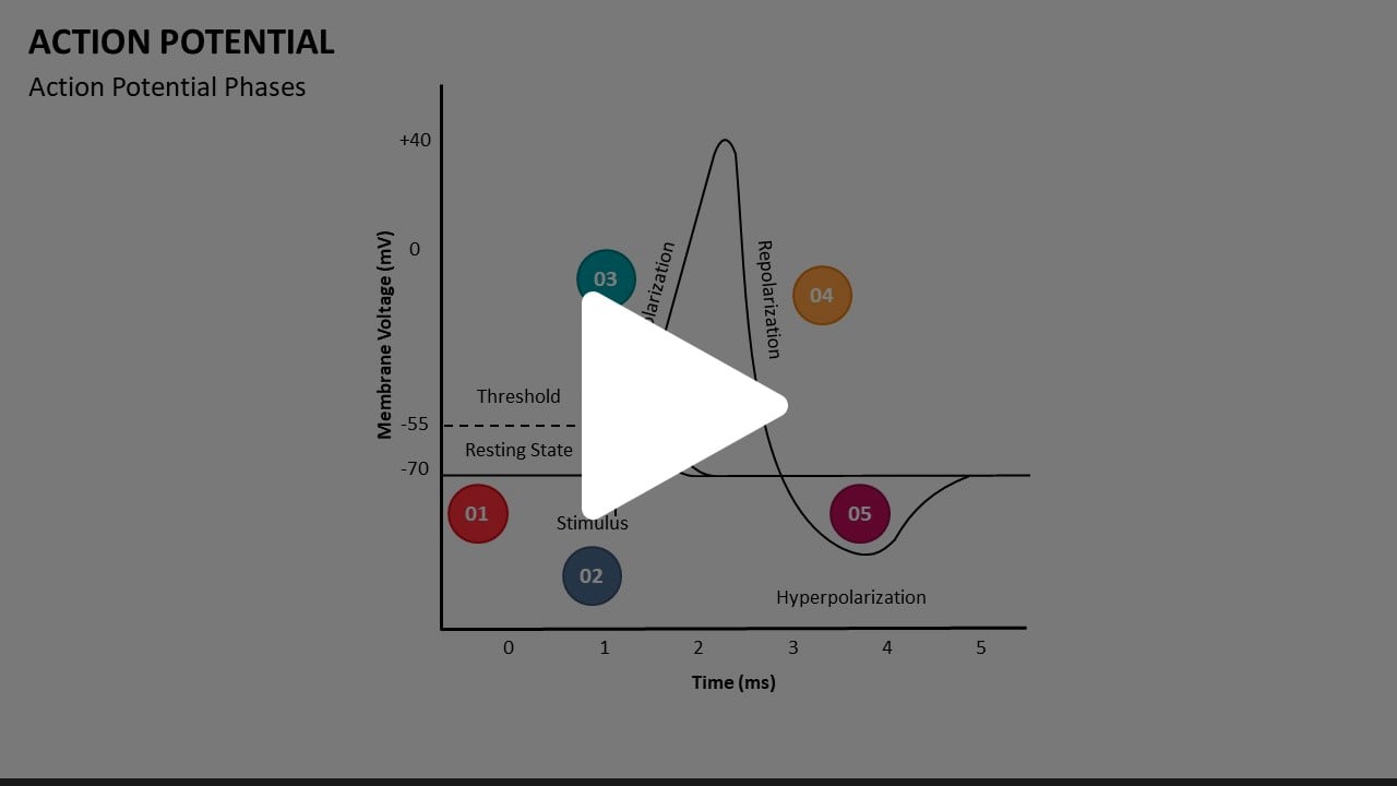 Action Potential Animated Presentation - SketchBubble on Vimeo