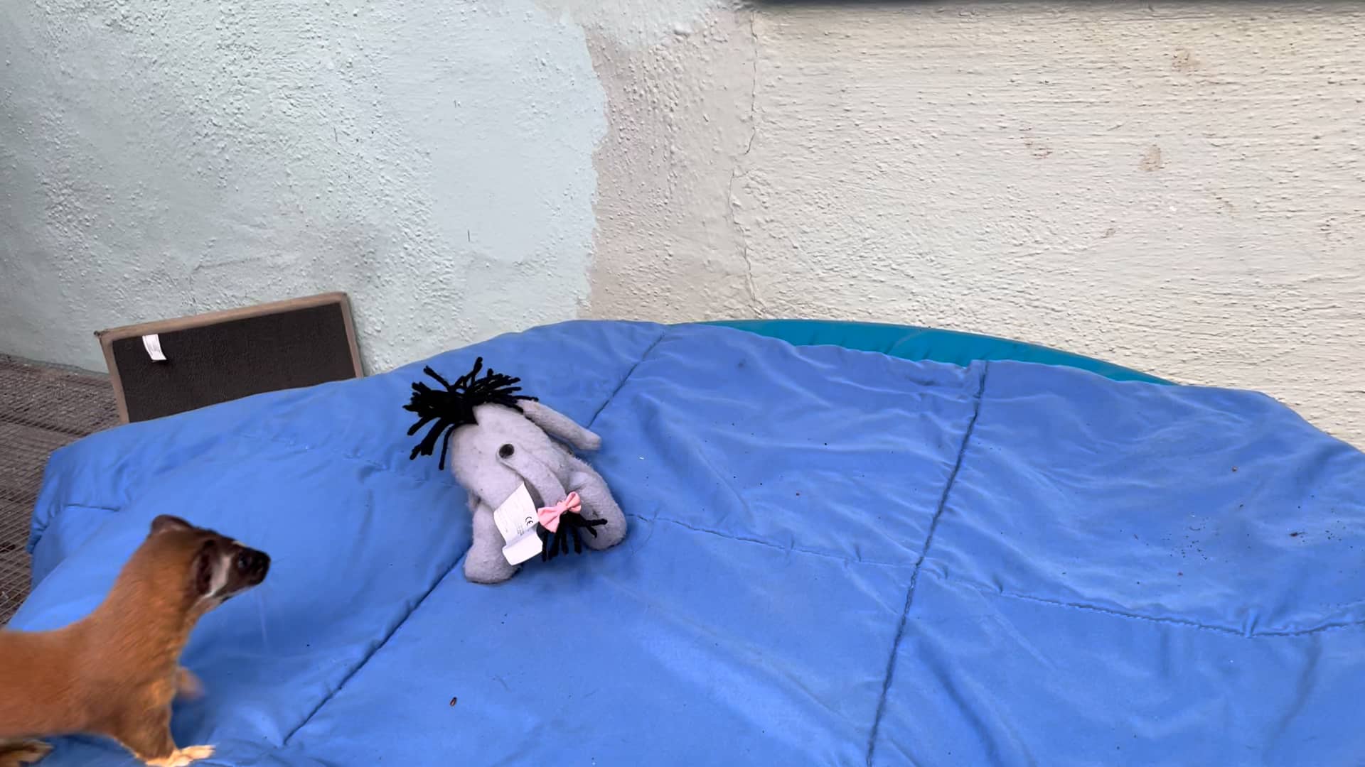 IMG-9813 Weasel attacks prey on Vimeo