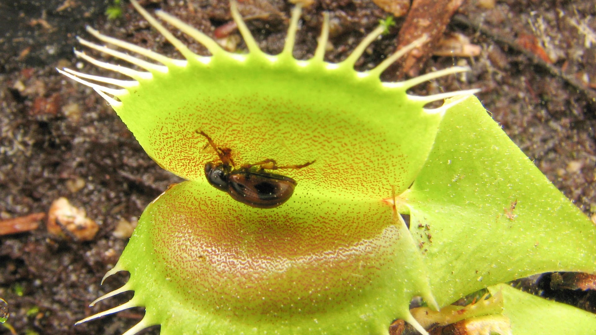 Venus Flytrap 2 on Vimeo