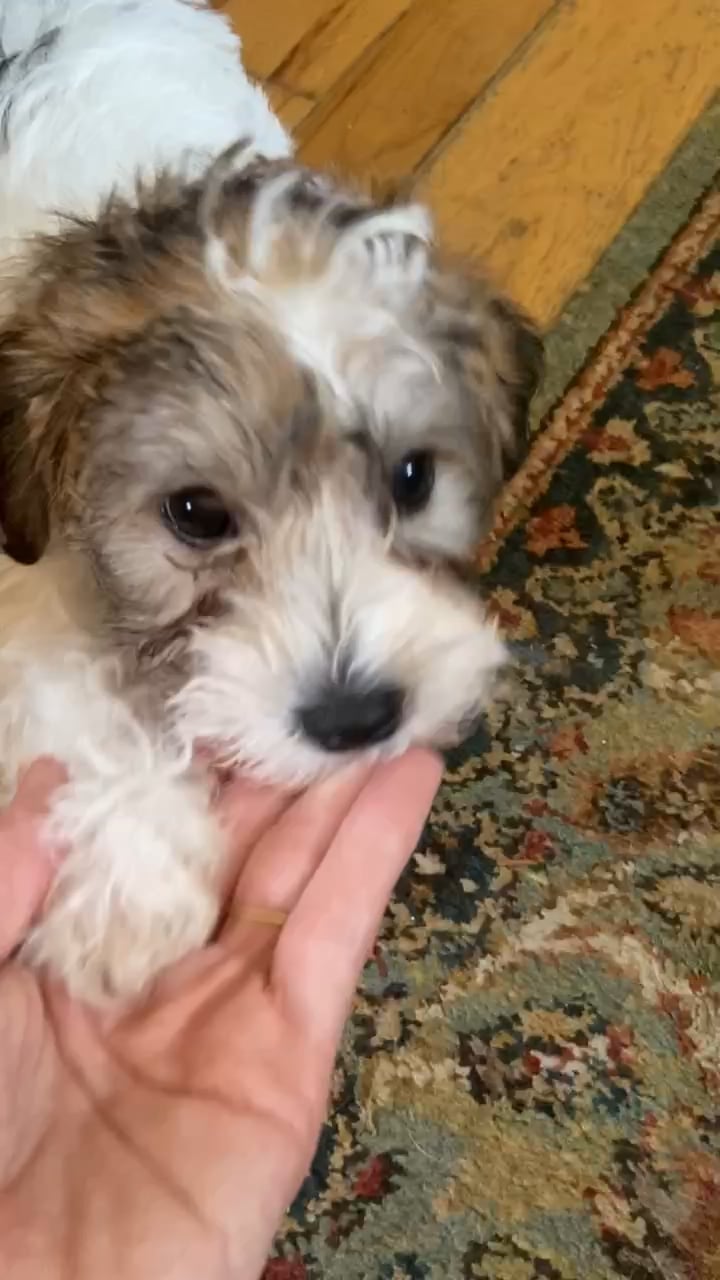 Jack-A-Poo puppy for sale on Vimeo