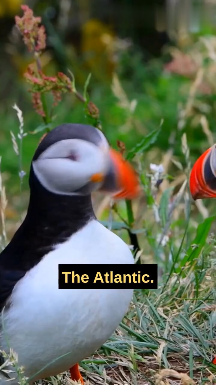 Atlantic Puffin (The DoDo) bird | Near Extinction on Vimeo