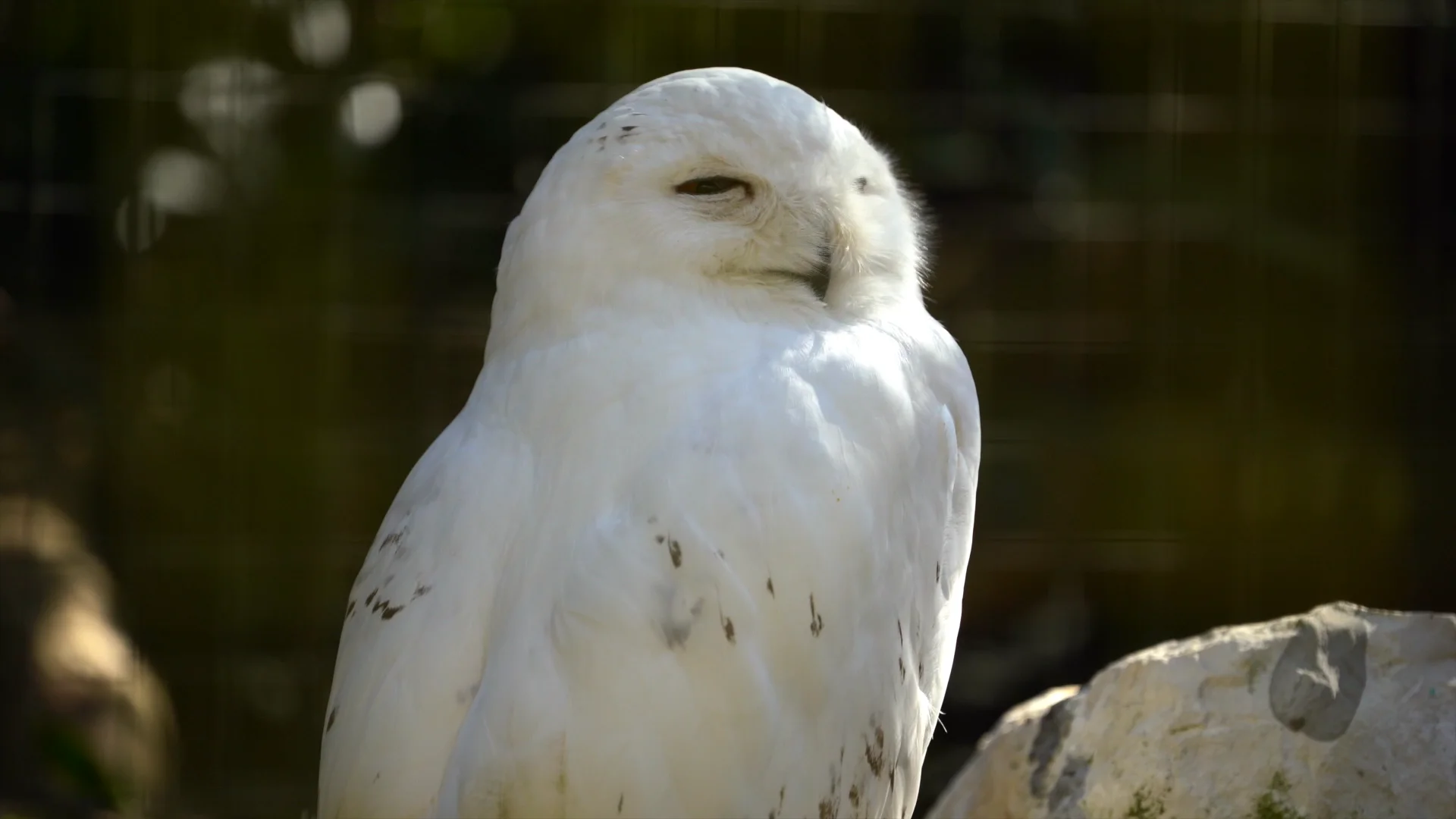 Discover New Forest Wildlife Park on Vimeo
