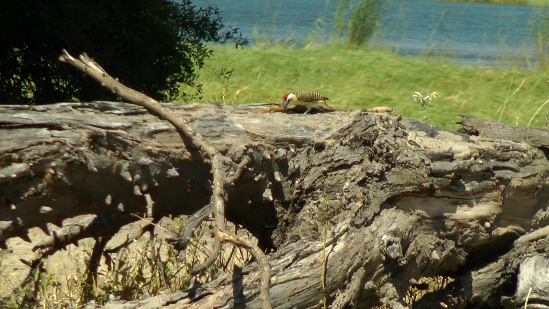 Buffalo Core Aerea Golden-tailed Woodpecker 17.4.23 on Vimeo