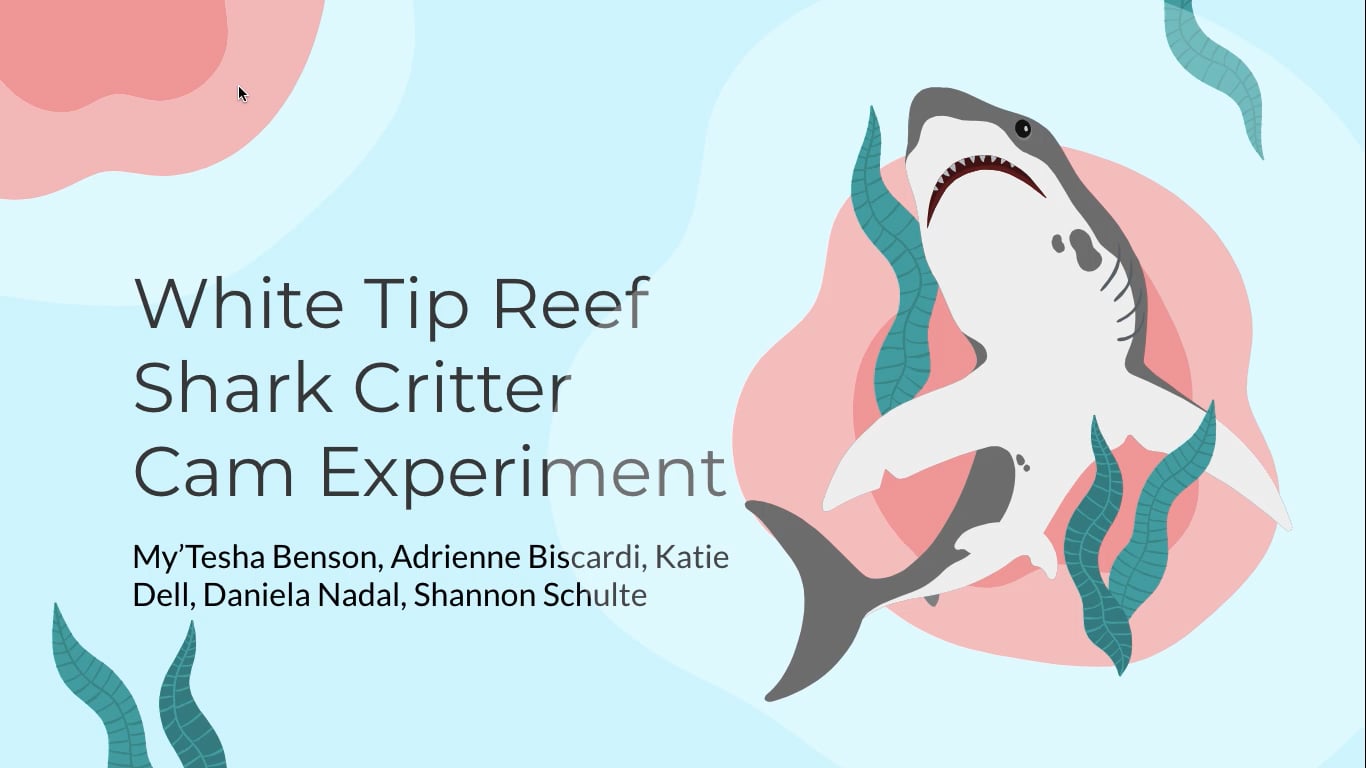 Shark CritterCam Presentation on Vimeo
